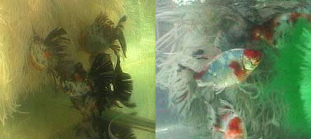 Breeding Goldfish, Another View