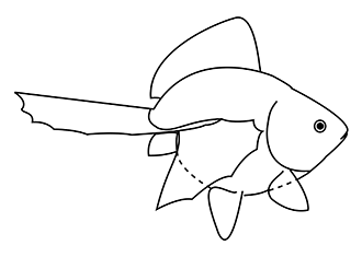 Japanese Tosakin Goldfish