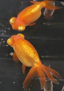 Celestial Goldfish