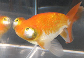 Celestial Goldfish
