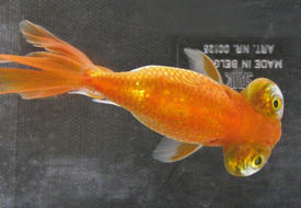 Celestial Goldfish