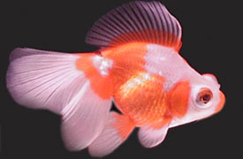 Globe Eye Goldfish