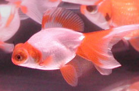Globe Eye Goldfish