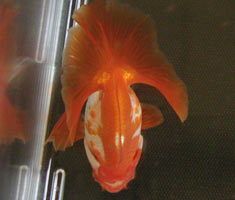Japanese Tosakin Goldfish