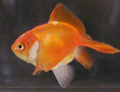 Japanese Tosakin Goldfish