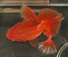 Japanese Tosakin Goldfish