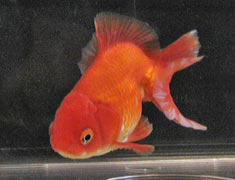 Japanese Tosakin Goldfish