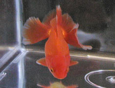 Japanese Tosakin Goldfish