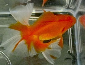 Japanese Tosakin Goldfish