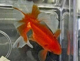 Japanese Tosakin Goldfish