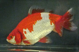 Index of /goldfish-types/wakin