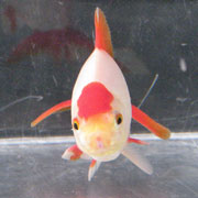 Index of /goldfish-types/wakin