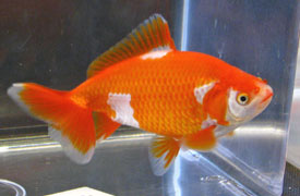 Index of /goldfish-types/wakin