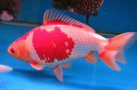 Index of /goldfish-types/wakin